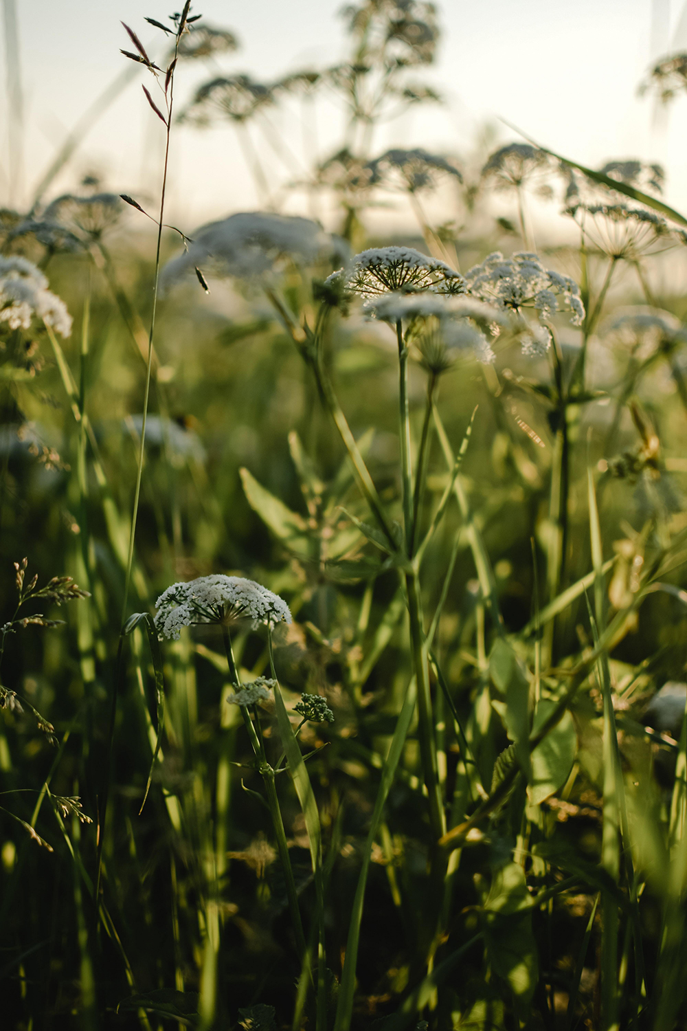 6 Reasons to Grow Yarrow - The Good Stuff Botanicals