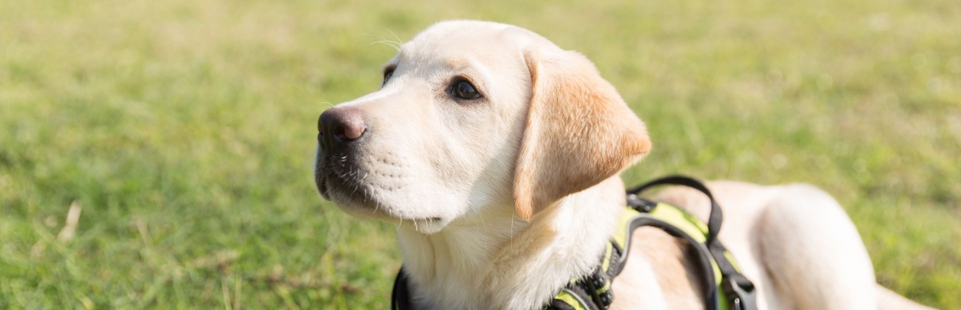 Autism Assistance Dogs Ireland: Poppy’s Story - Petworlddirect