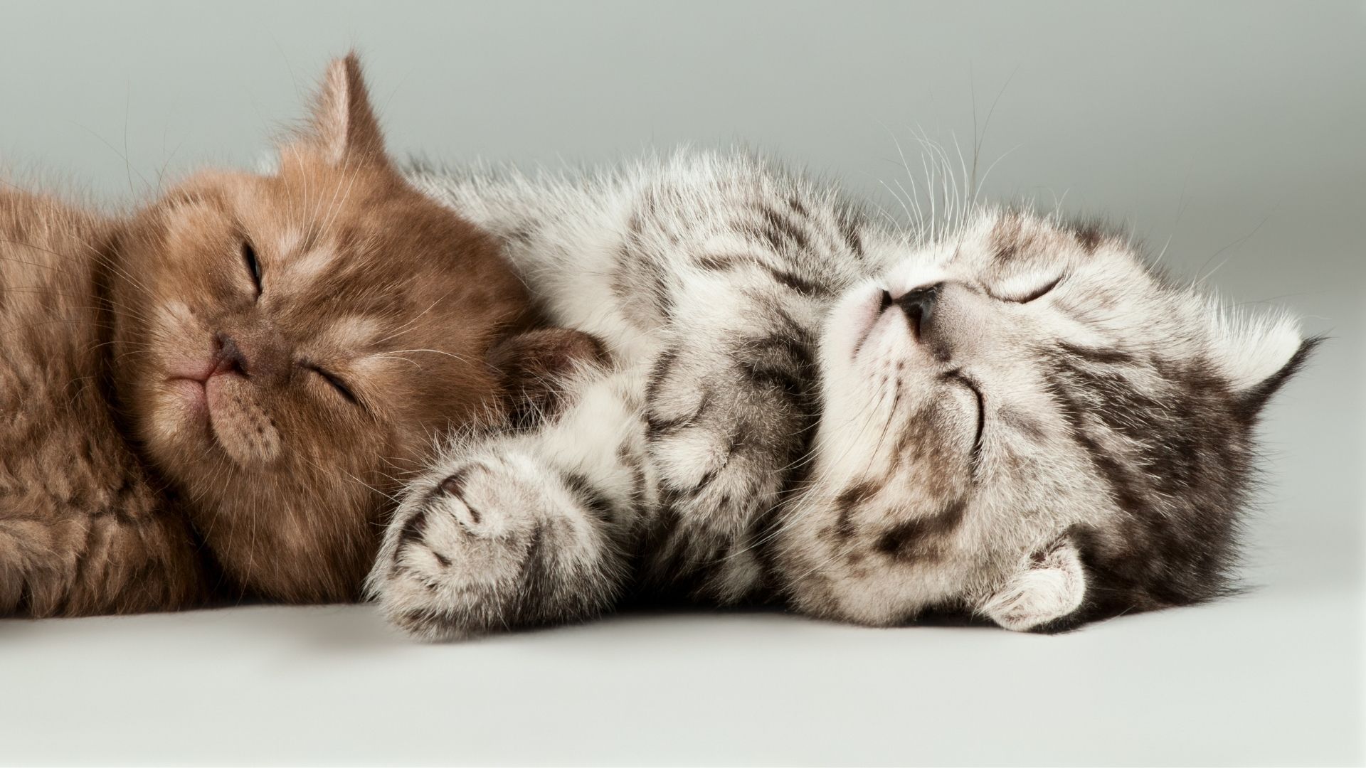 Cat Care Guide: How to Care For Your Cat - Petworlddirect
