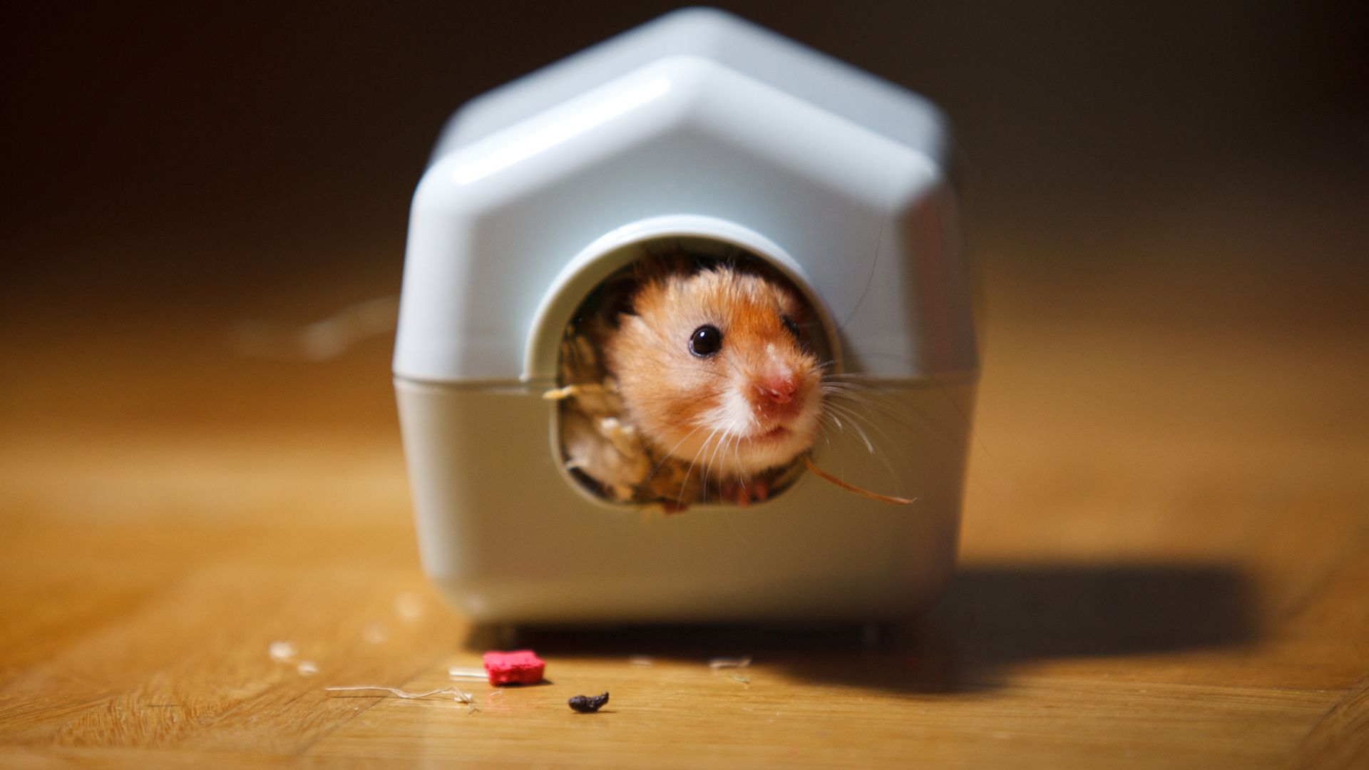 Choosing A Small Pet For Your Home - Petworlddirect