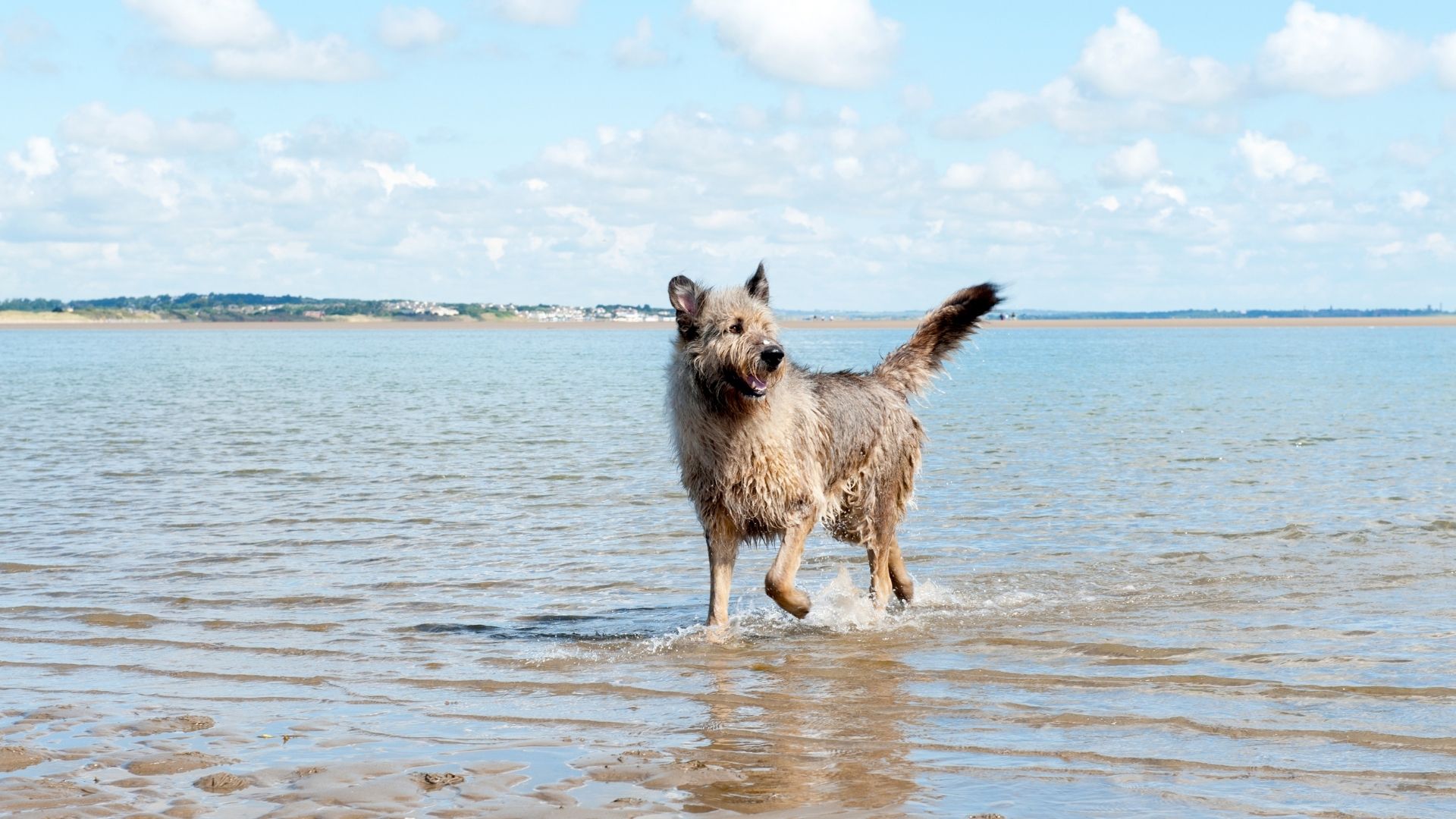 Irish Dogs - Characteristics of Famous Irish Dog Breeds - Petworlddirect