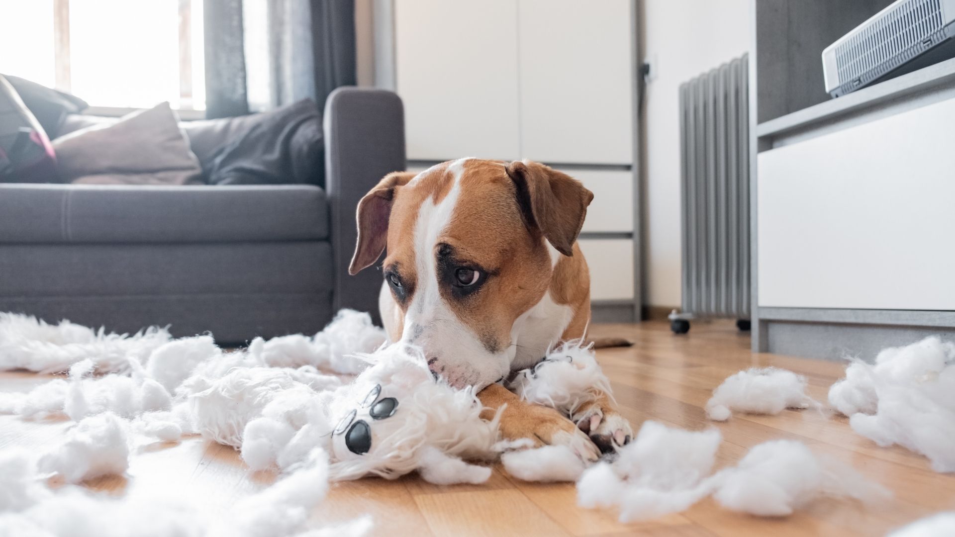 Help! My Puppy Is Chewing Everything! - Petworlddirect