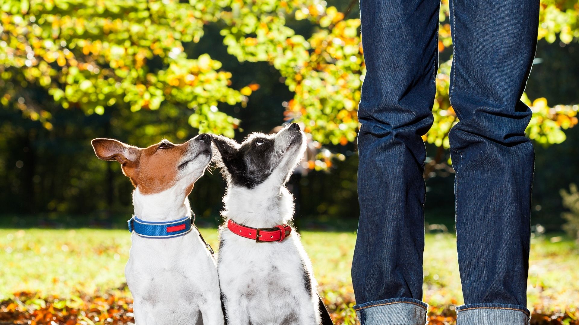 Puppy Development Timeline - Petworlddirect