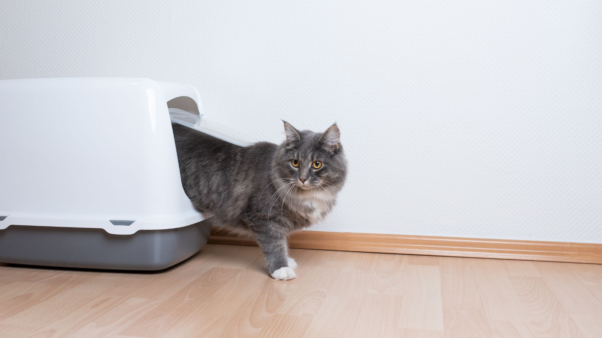 The Lowdown On Cat Litter - Petworlddirect