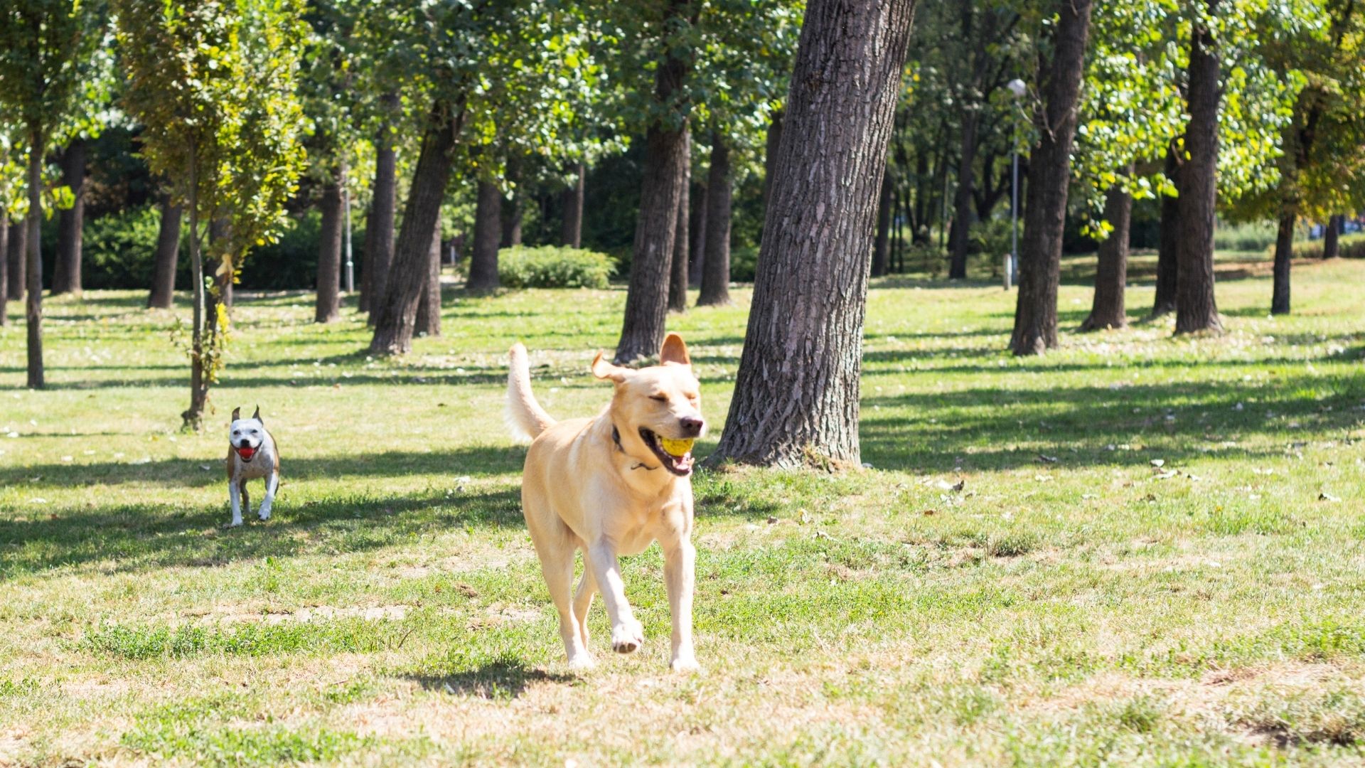 Tips For Cleaning Up After Your Dog - Petworlddirect