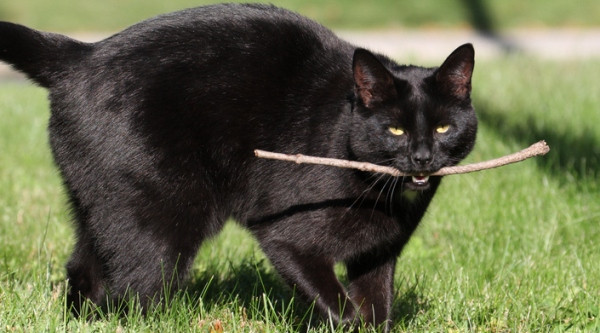 How to Teach a Cat to Fetch - Canidae