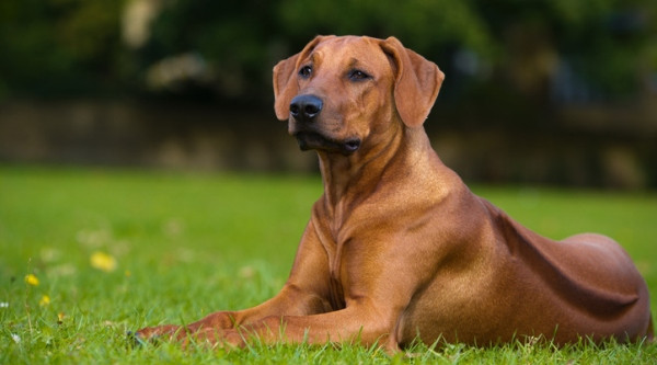 6 Surprising Facts about a Dog's Cowlicks - Canidae