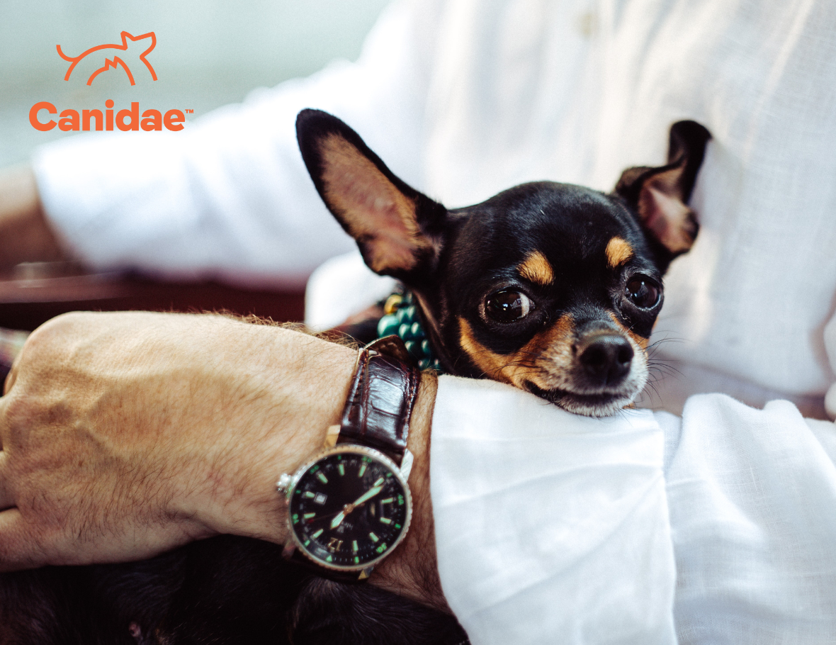 10 Minutes or 10 Hours: Do Dogs Have a Concept of Time? - Canidae