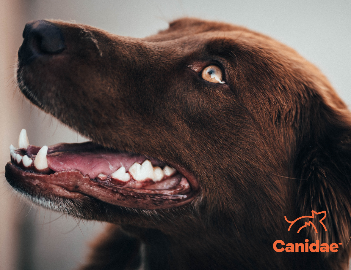 How to Brush Your Dog's Teeth & Other Doggy Dental Advice - Canidae