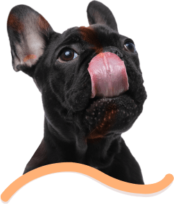 10 Minutes or 10 Hours: Do Dogs Have a Concept of Time? - Canidae