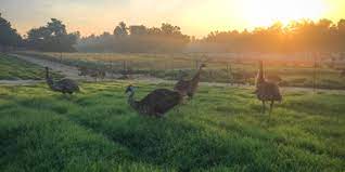 Is There a Future for American Emu Farmers? - AllAboutEmu