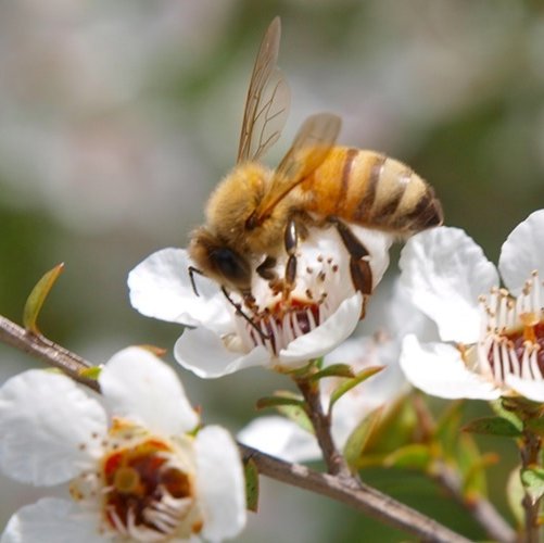 Why Manuka Honey? - AllAboutEmu