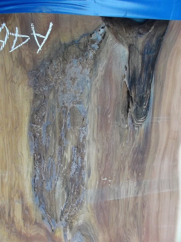 Wood Slab - Japanese Cedar - Hommage Lifestyle Pte Ltd