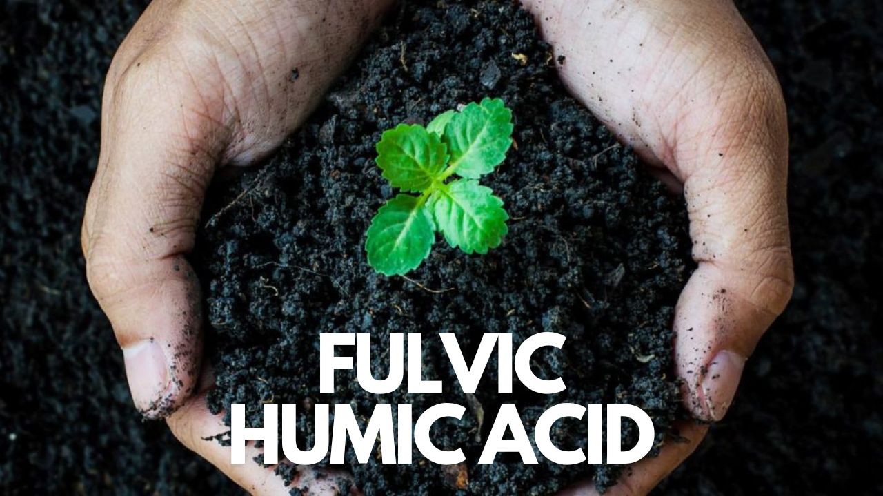 Fulvic Acid - The Miracle Supplement You Didn't Know You Needed. - The ...