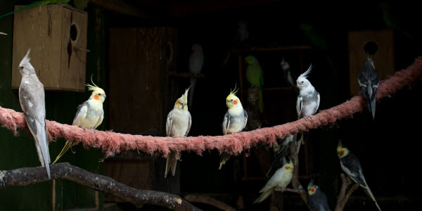 Avian Flu – what can you do? - The Birdcare Company - bird supplements