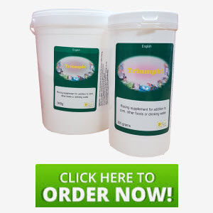 Pigeon keeper gets great results using our products... - The Birdcare ...