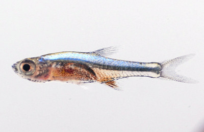 Aquatropic - Fish - Danios - Quality Marine