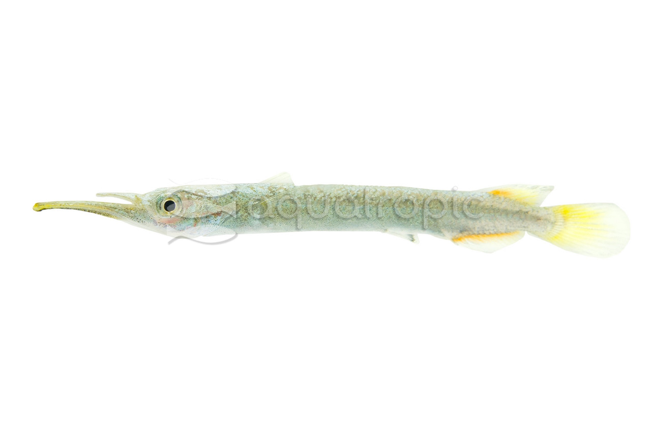 Aquatropic - Fish - Half Beaks - Quality Marine