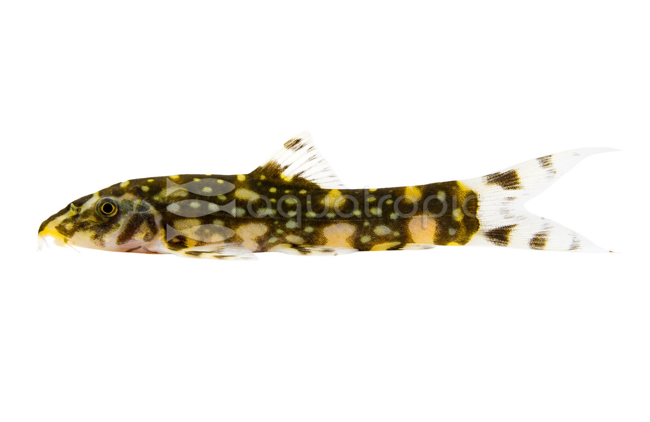 Aquatropic - Fish - Loaches - Quality Marine