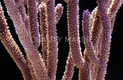 Quality Marine - Coral - Coral Gorgonians - Quality Marine