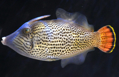 Quality Marine - Fish - Filefish - Quality Marine