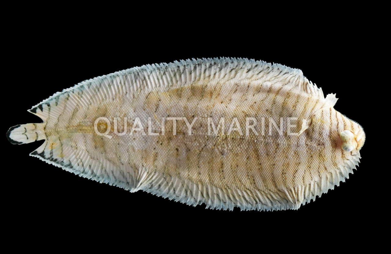 Quality Marine - Fish - Flounders - Quality Marine
