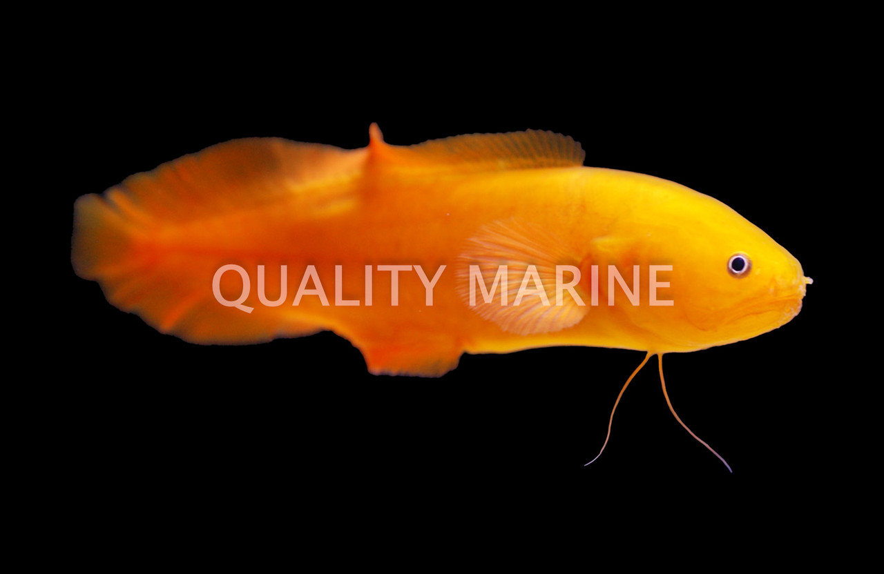Quality Marine - Fish - Cusk Eel - Quality Marine