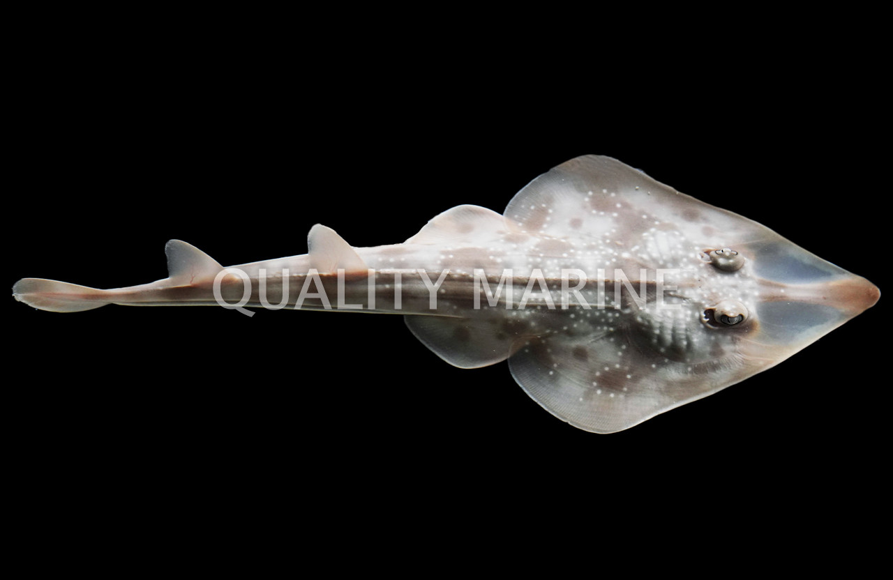 Quality Marine - Fish - Rays - Quality Marine