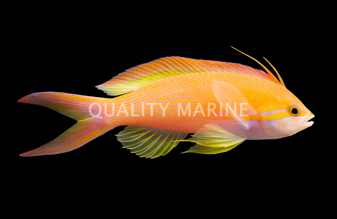 Quality Marine - Fish - Anthias - Page 1 - Quality Marine