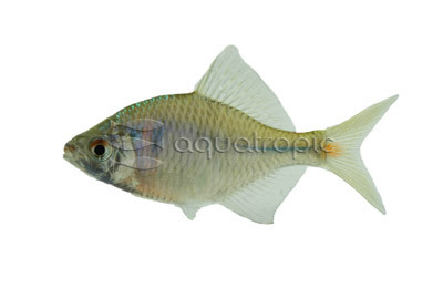 Aquatropic - Fish - Bitterlings - Quality Marine