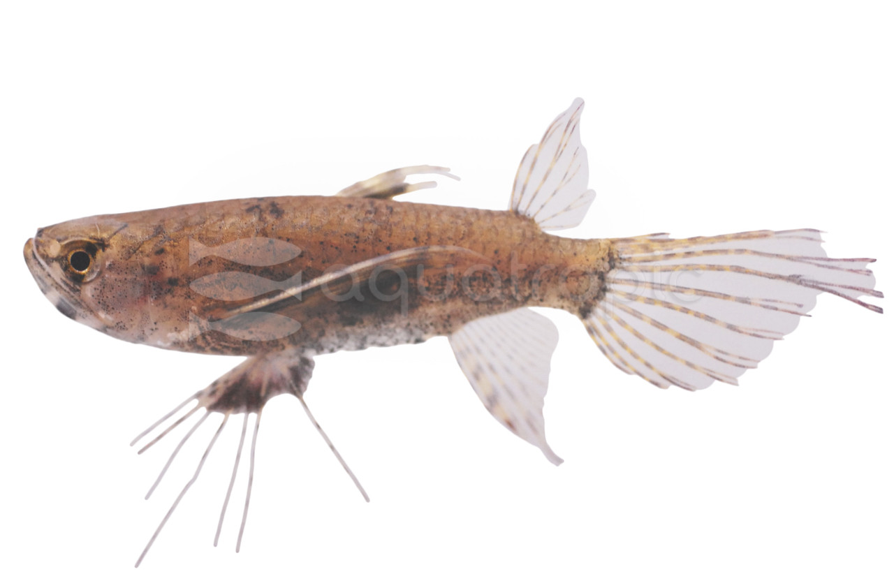 Aquatropic - Fish - Butterflies - Quality Marine