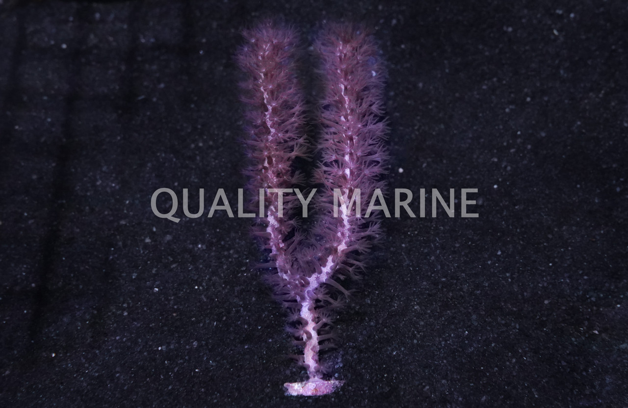 Quality Marine - Coral - Corals, Gorgonians - Quality Marine