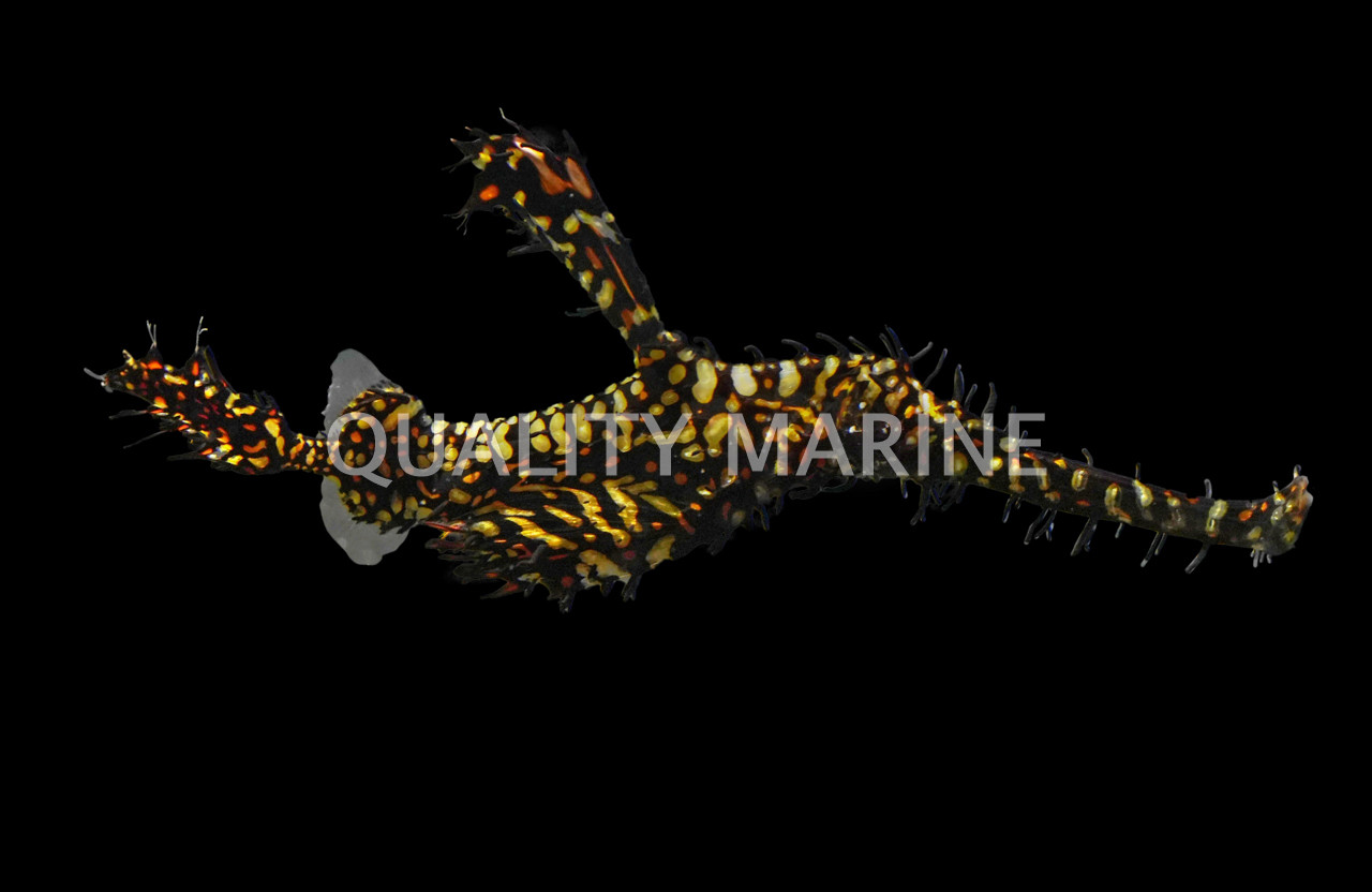 Quality Marine - Fish - Pipefish - Quality Marine