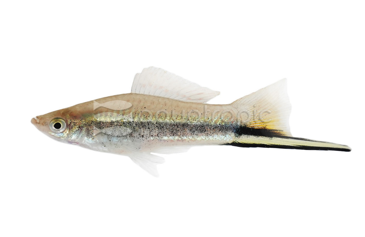 Aquatropic - Fish - Swordtails - Quality Marine