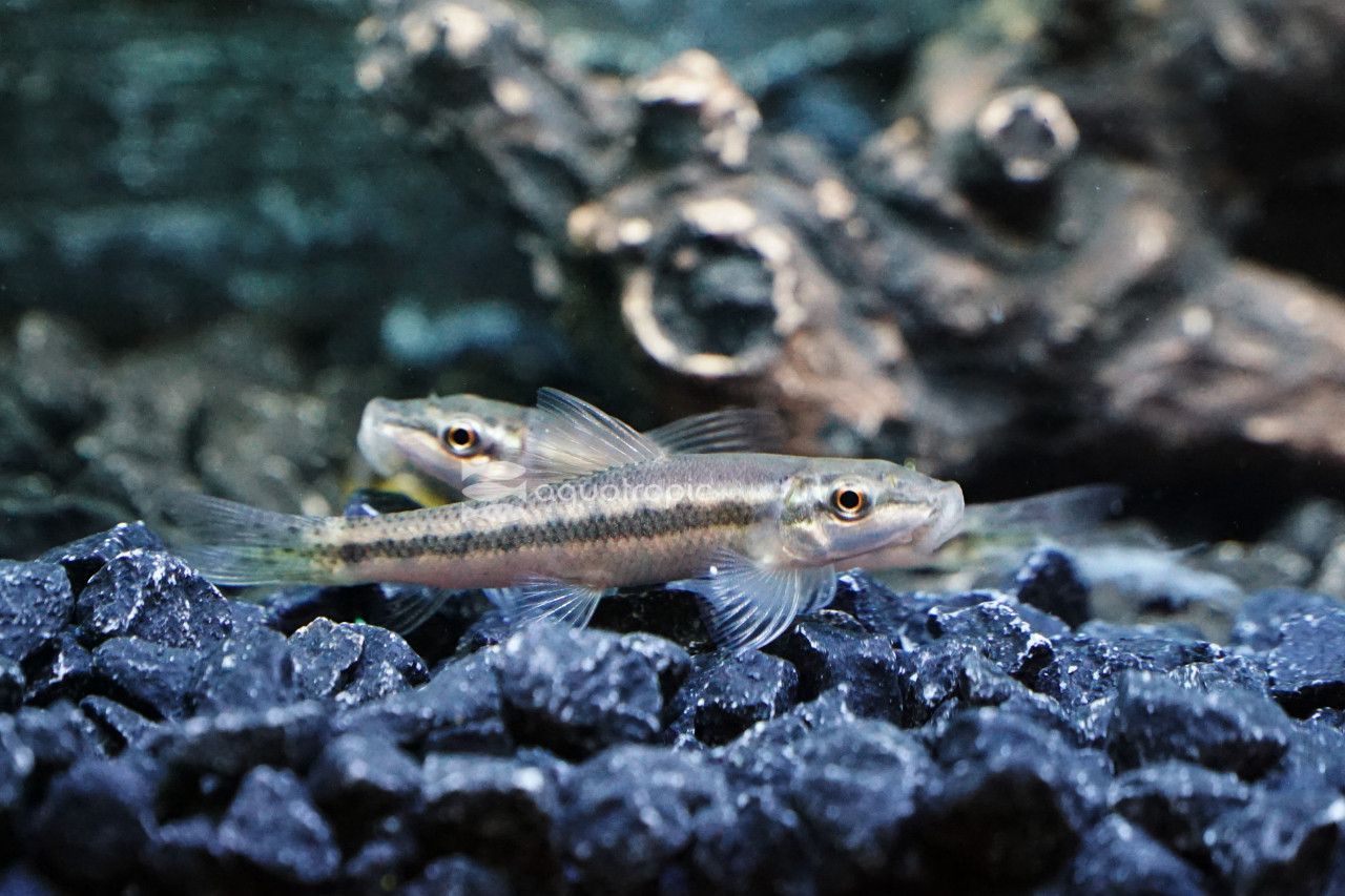Aquatropic - Quality Marine