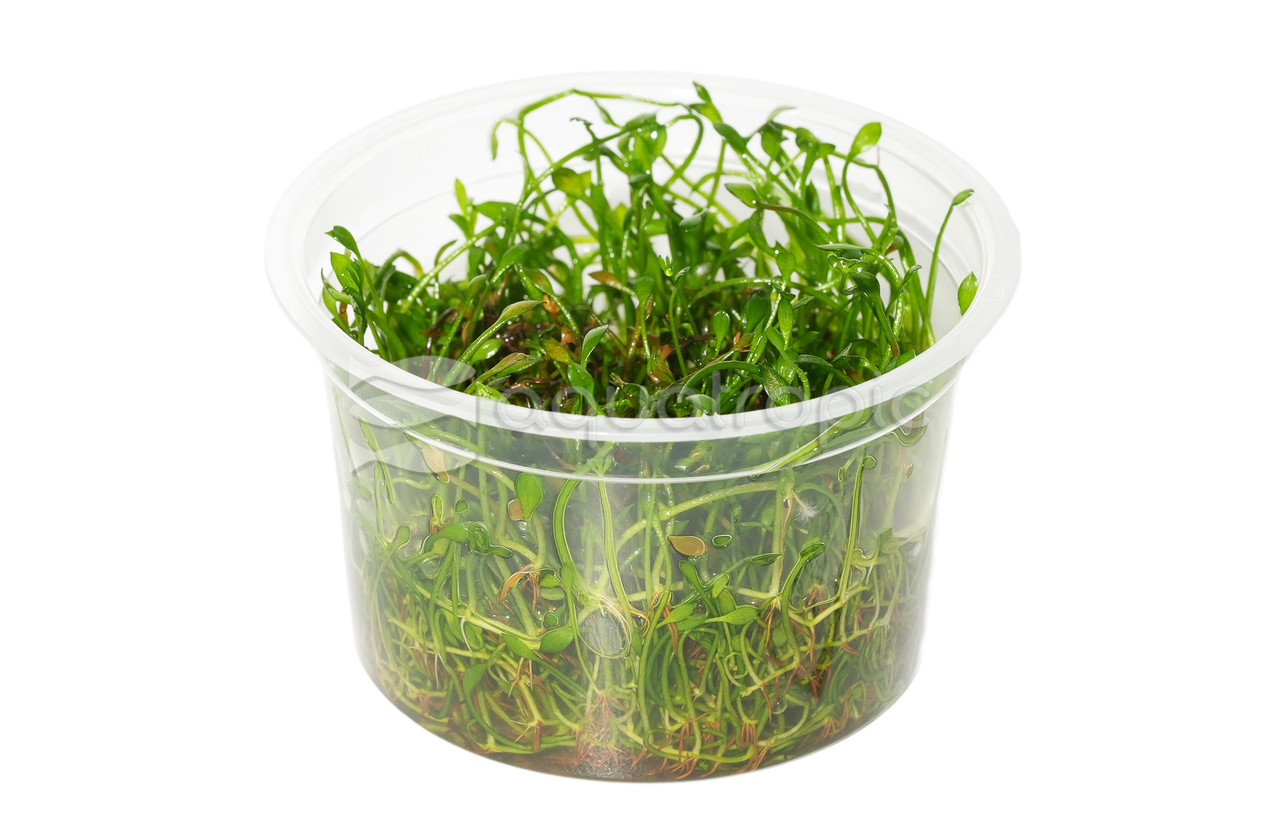 Marsilea crenata - Quality Marine