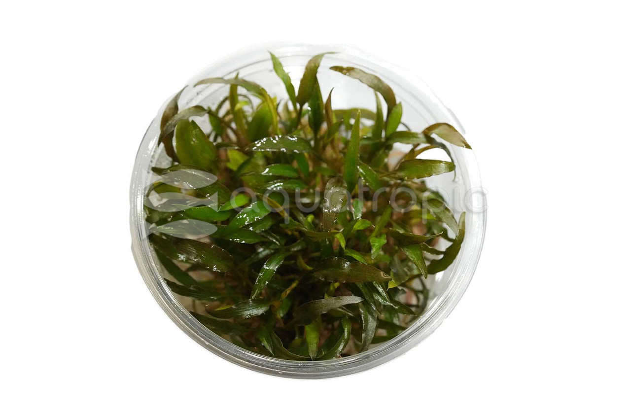 Cryptocoryne axelrodi Cup AT - Quality Marine