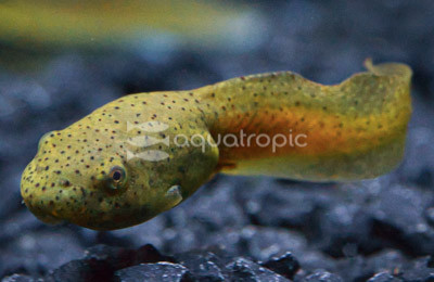 Tadpole - Quality Marine