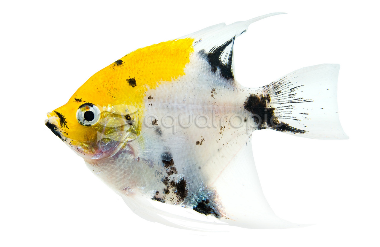 Gold Marble Angelfish - Quality Marine