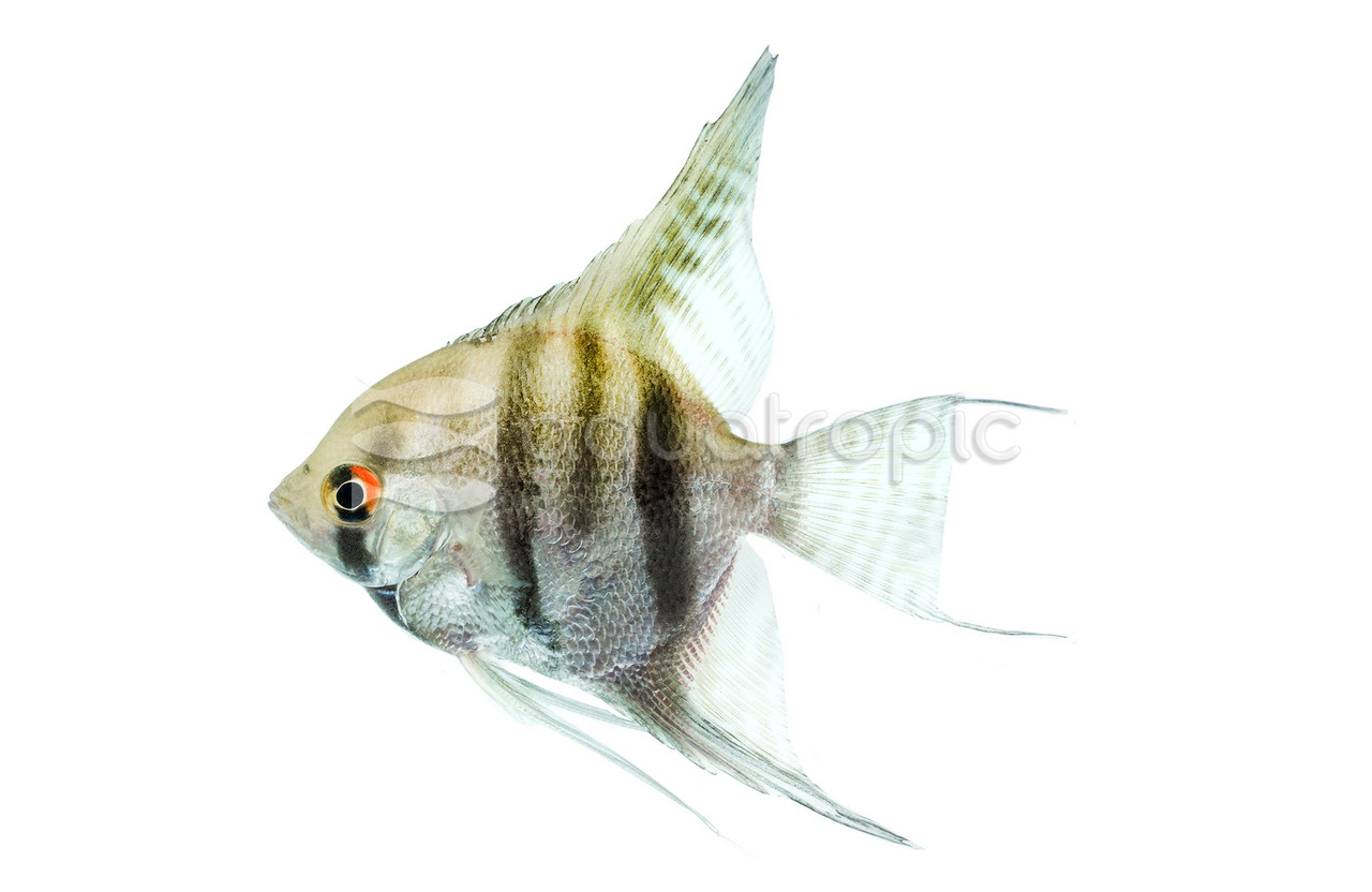 Silver Angelfish - Quality Marine