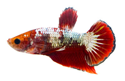 Male HMPK Red Samurai - Quality Marine