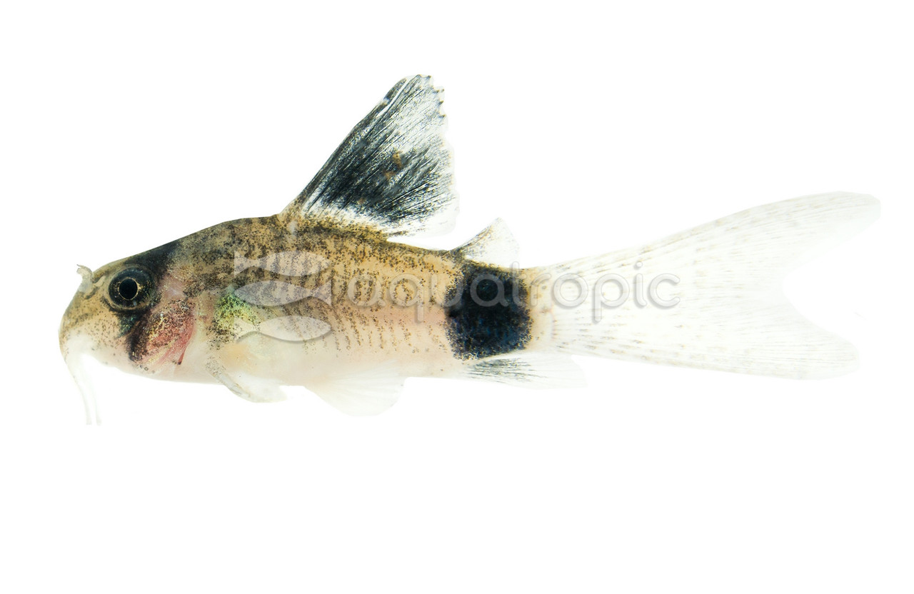 Panda Long Fin - Quality Marine