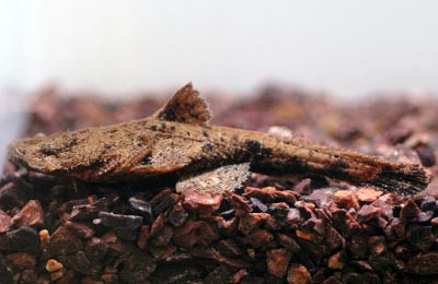 Chaca Chaca - Quality Marine