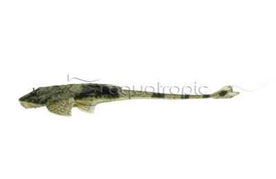 Loricaria Royal - Quality Marine