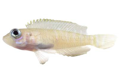 Brevis Shell Dweller - Quality Marine