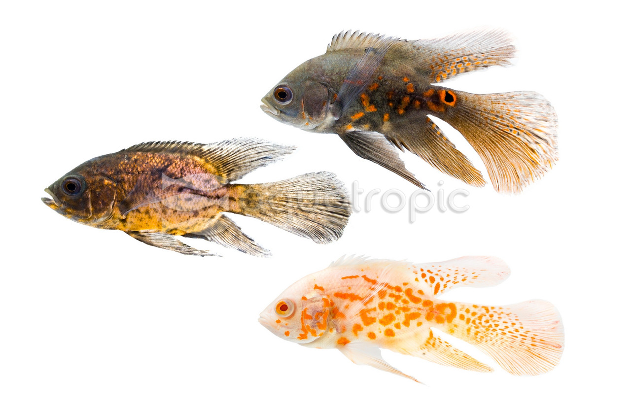 Veiled Oscar Cichlid