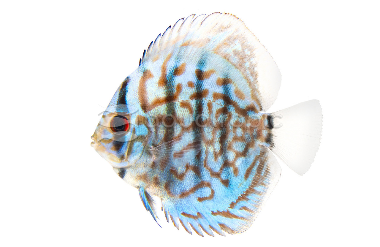 Brilliant Blue Discus - Quality Marine