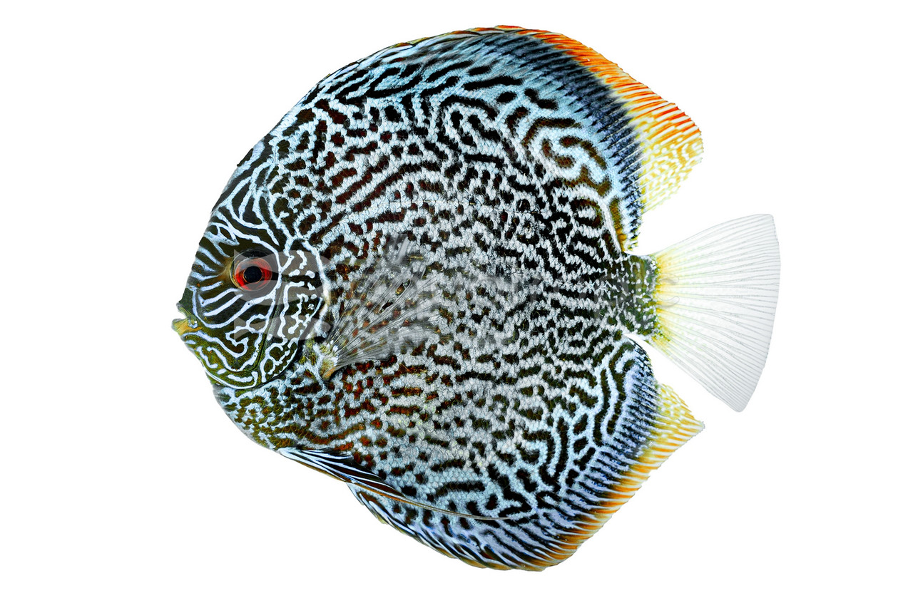 Scorpion Blue Spotted Discus - Quality Marine