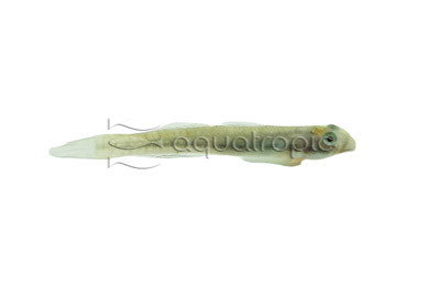 Sicyopterus Yellowtail Rockclimbing Goby - Quality Marine