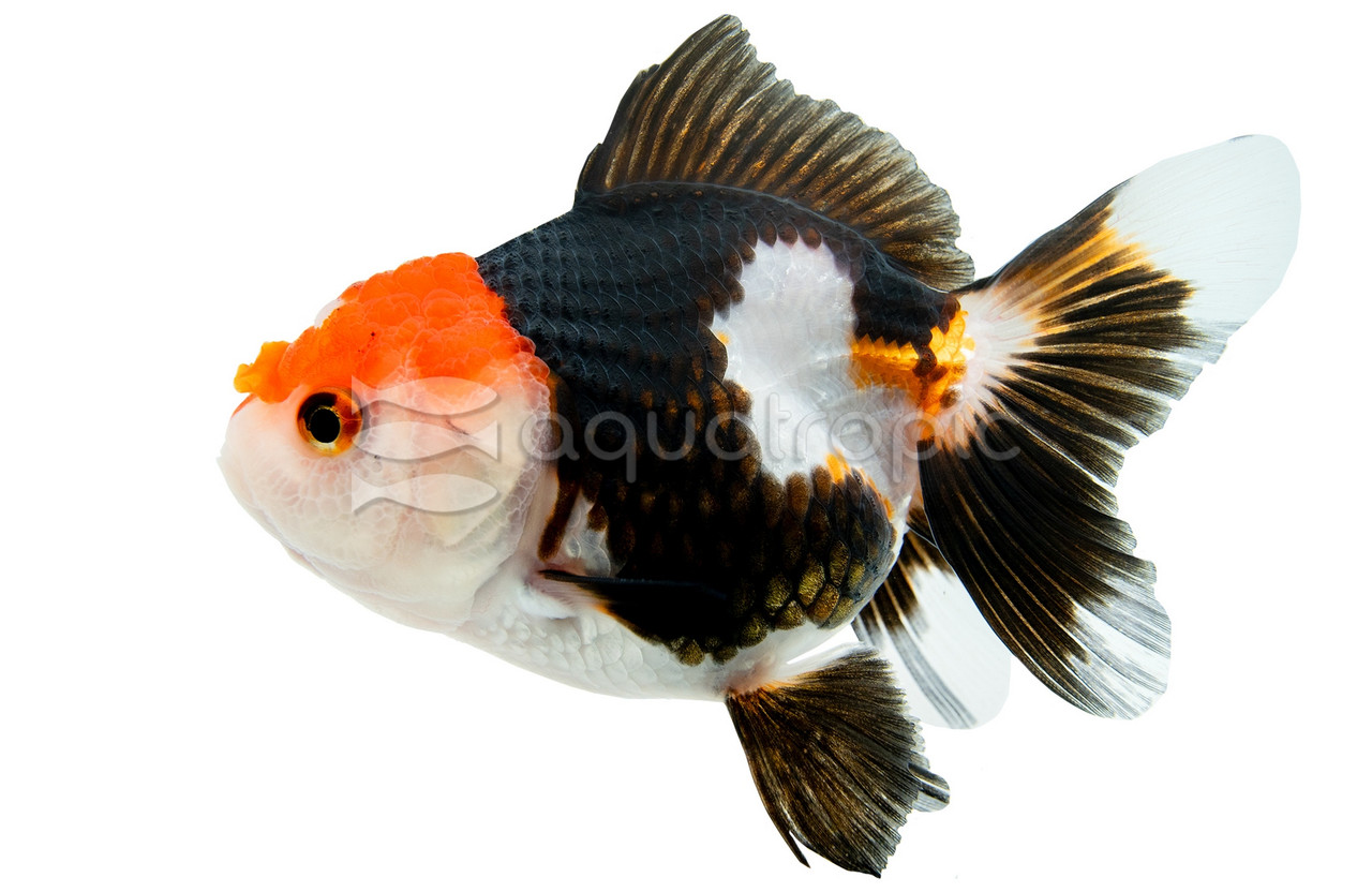 Oranda Tricolor - Quality Marine